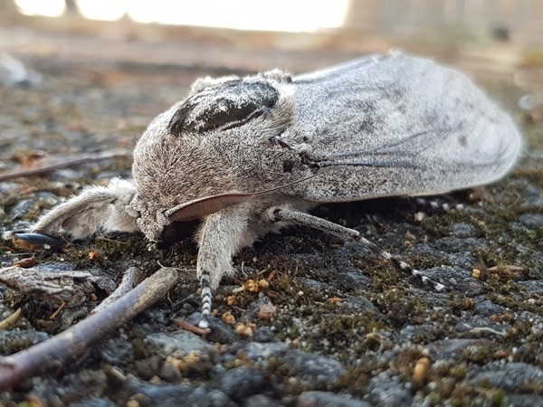 Bướm đêm khổng lồ xuất hiện khiến mọi người ngỡ ngàng